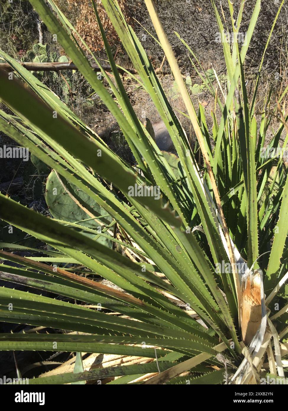 Smooth Sotol (Dasylirion leiophyllum) Plantae Stock Photo - Alamy
