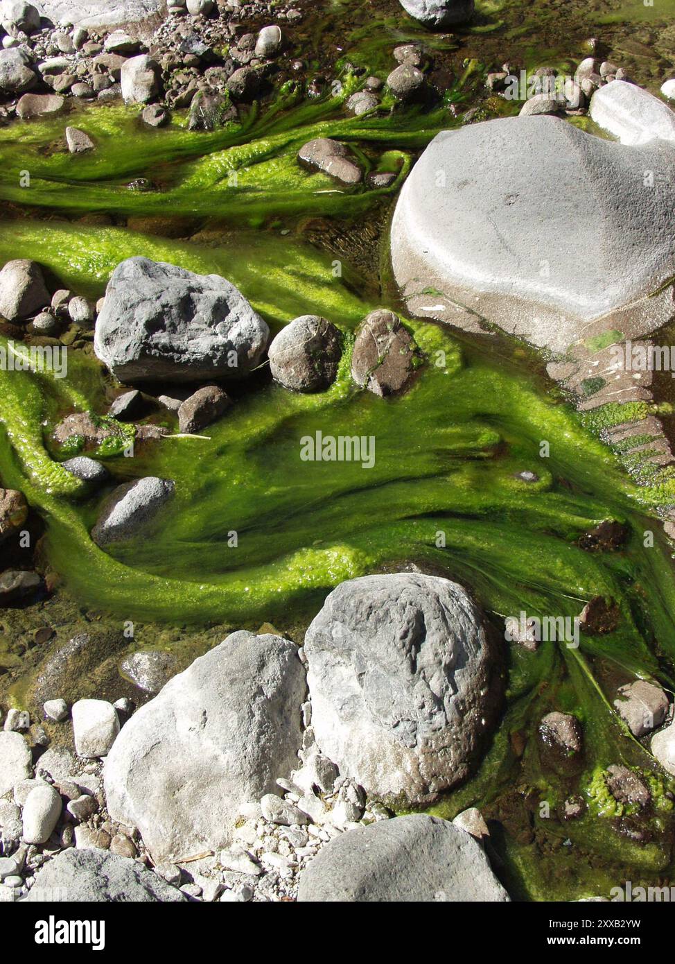green algae (Chlorophyta) Plantae Stock Photo - Alamy