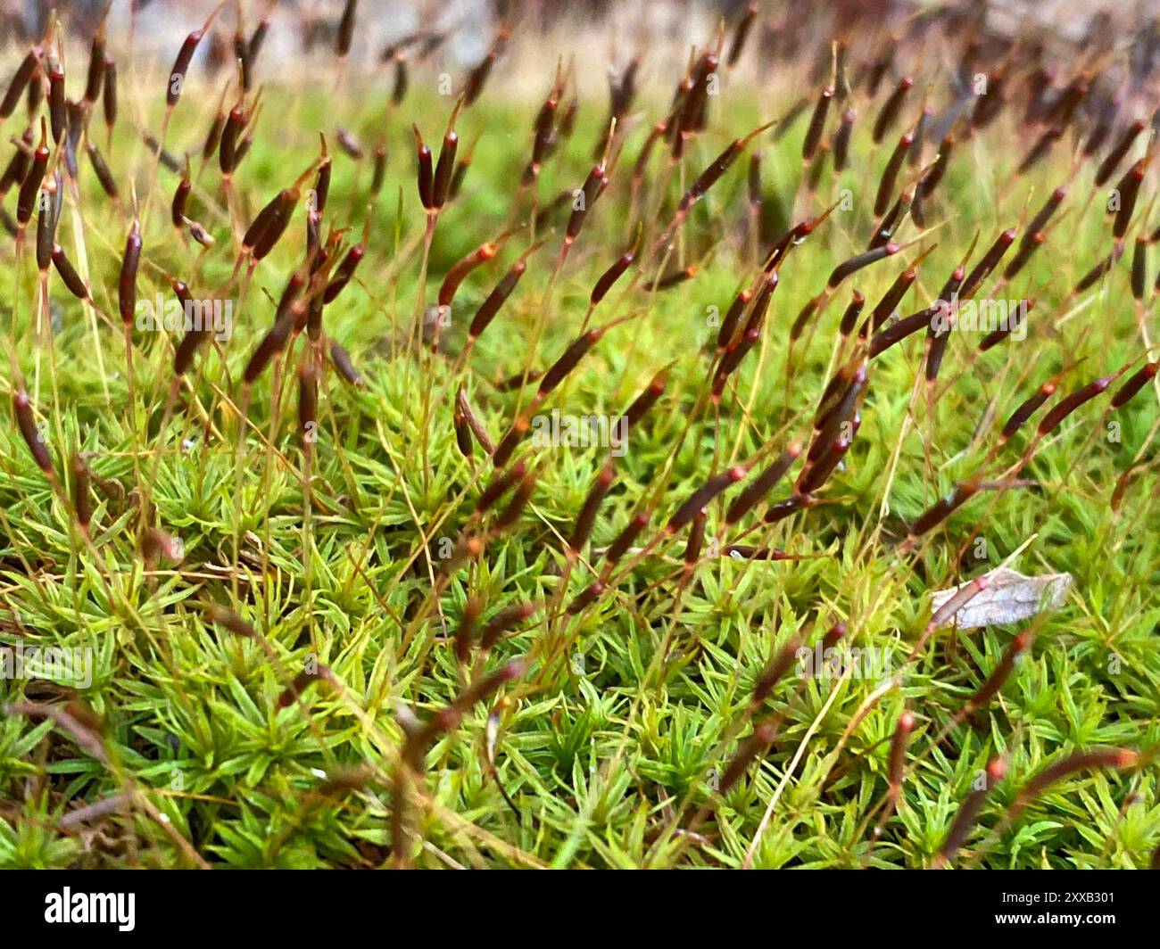 lesser smoothcap (Atrichum angustatum) Plantae Stock Photo - Alamy