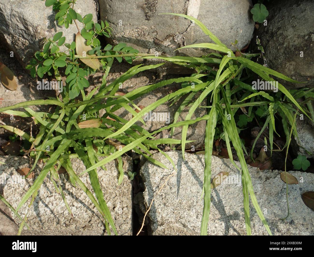 spider brake (Pteris multifida) Plantae Stock Photo - Alamy