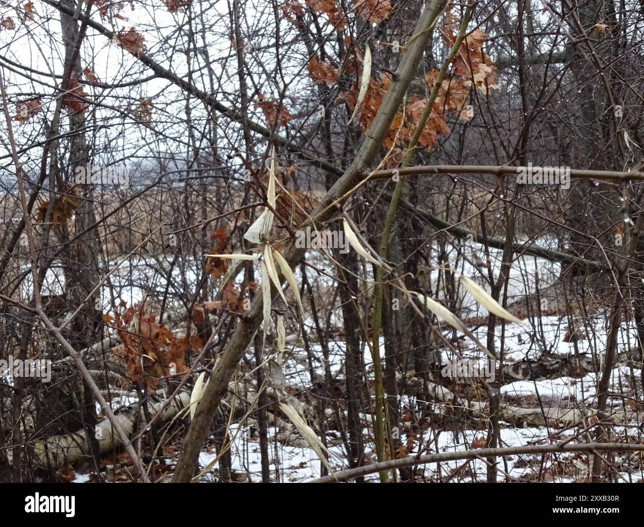 European swallow-wort (Vincetoxicum rossicum) Plantae Stock Photo - Alamy