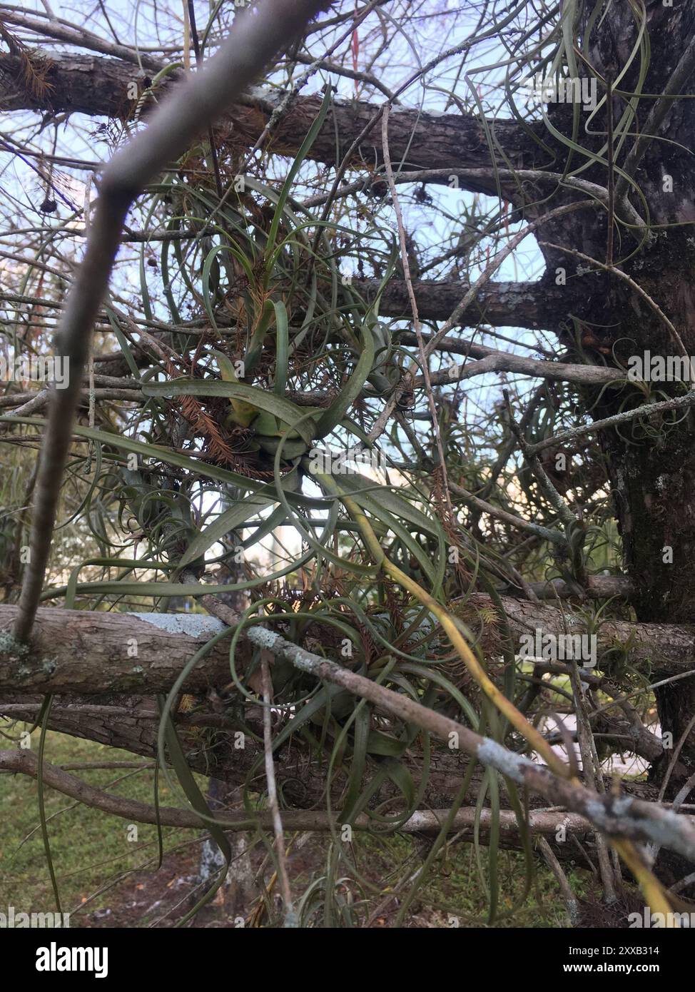 Balbis' airplant (Tillandsia balbisiana) Plantae Stock Photo - Alamy