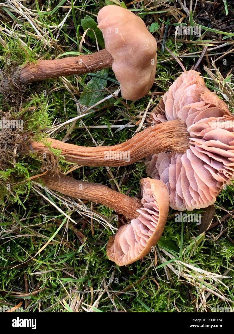 Western Amethyst Laccaria (Laccaria amethysteo-occidentalis) Fungi ...