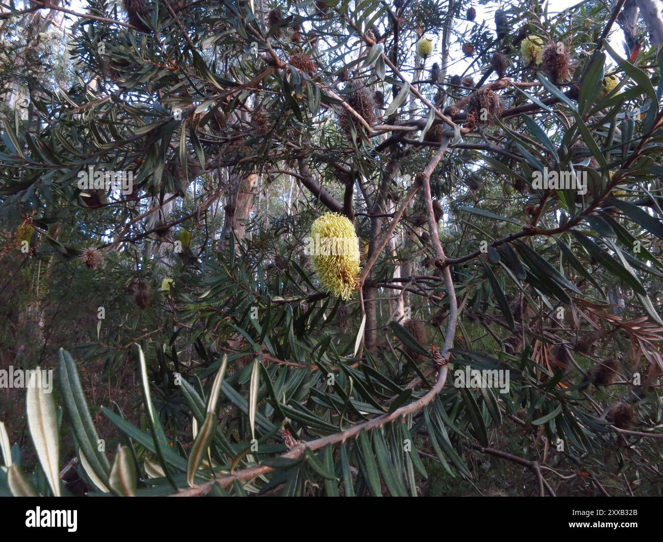 Silver Banksia (Banksia marginata) Plantae Stock Photo - Alamy