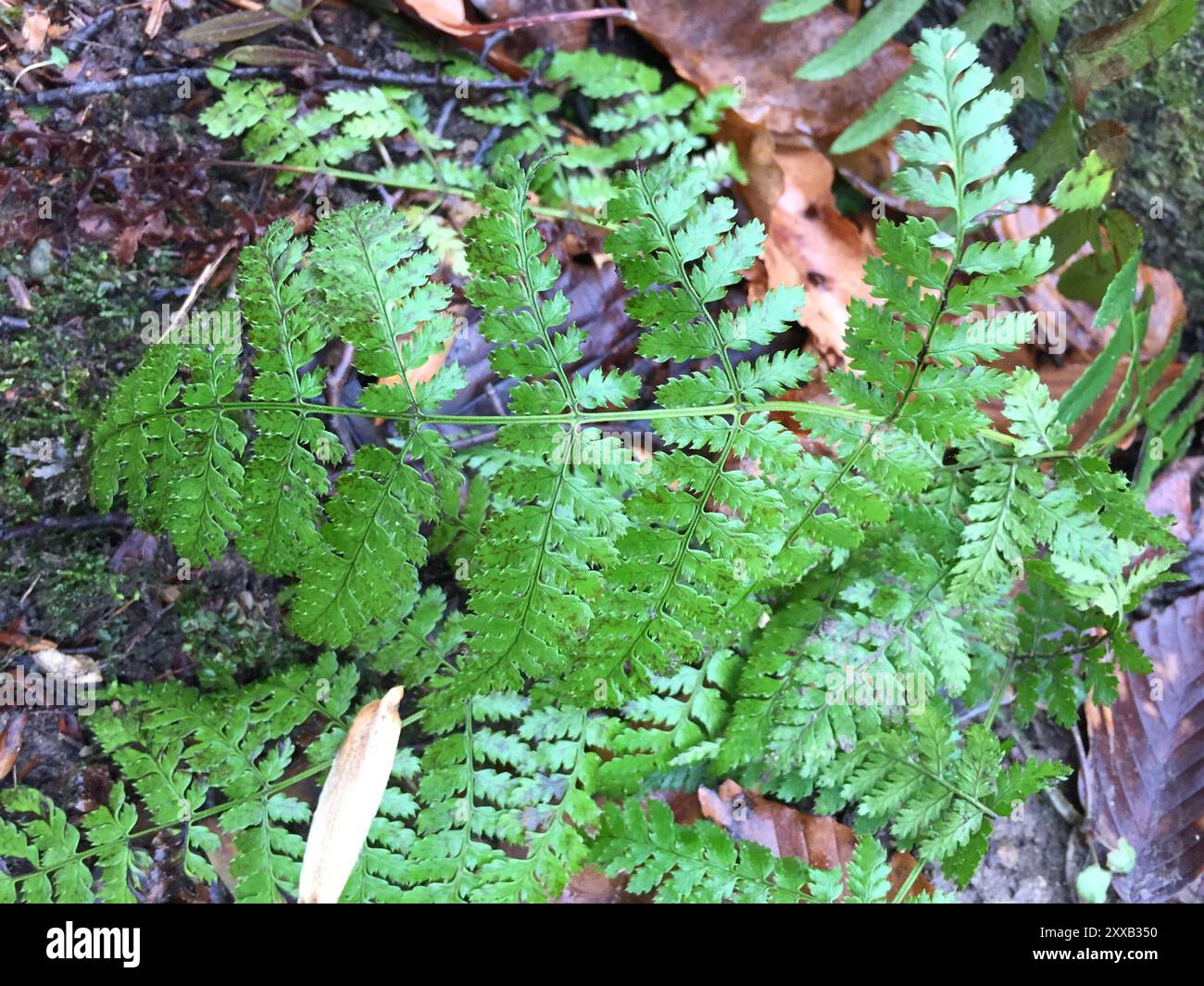 intermediate wood fern (Dryopteris intermedia) Plantae Stock Photo - Alamy
