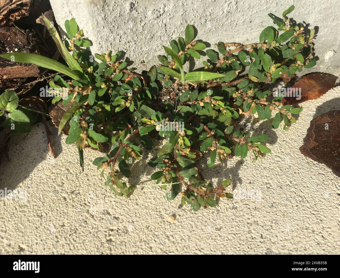 Spotted spurge (Euphorbia maculata) Plantae Stock Photo - Alamy
