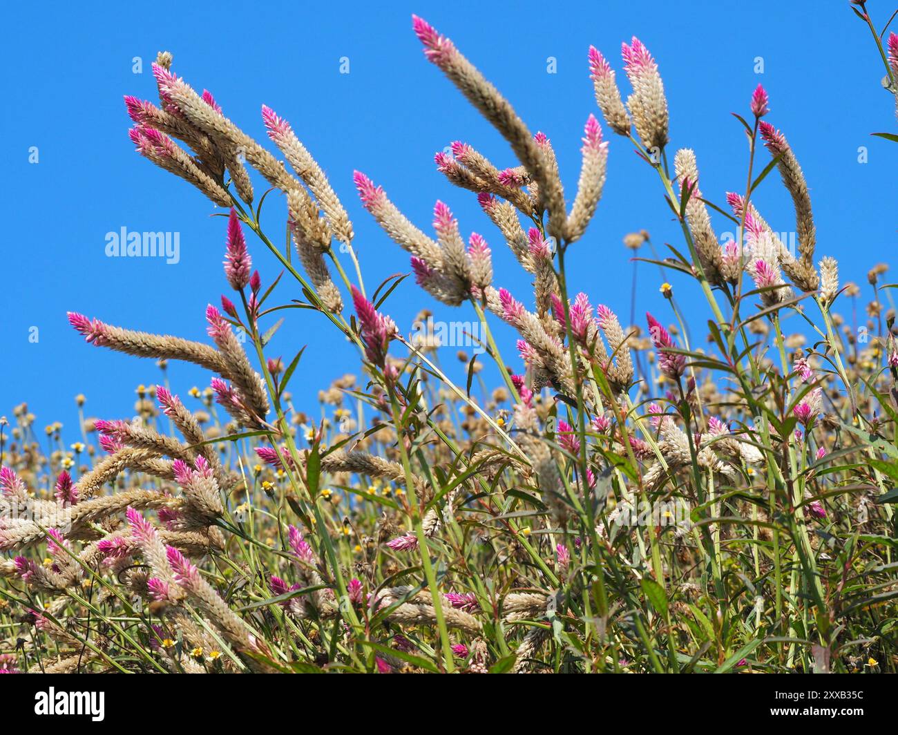 Quail Grass (Celosia argentea) Plantae Stock Photo - Alamy