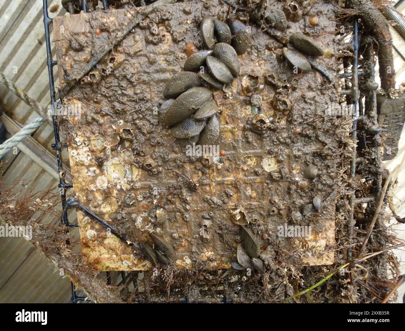 Atlantic Ribbed Mussel (Geukensia demissa) Mollusca Stock Photo - Alamy