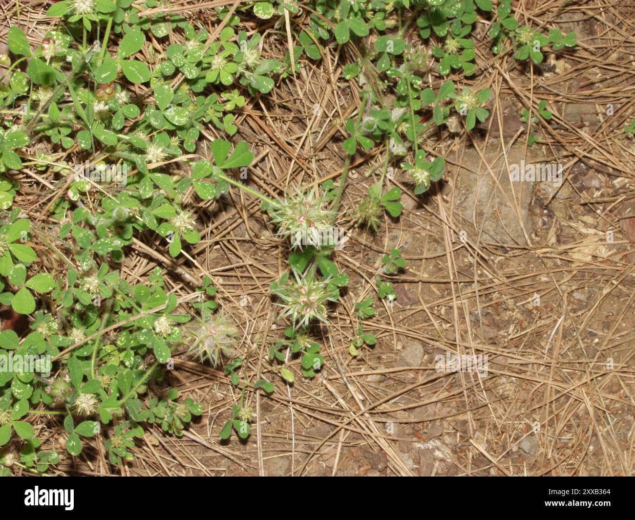 Star Clover (Trifolium stellatum) Plantae Stock Photo - Alamy