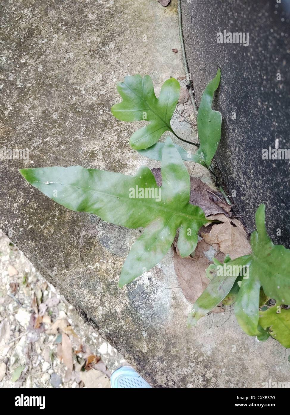 polypody family (Polypodiaceae) Plantae Stock Photo - Alamy
