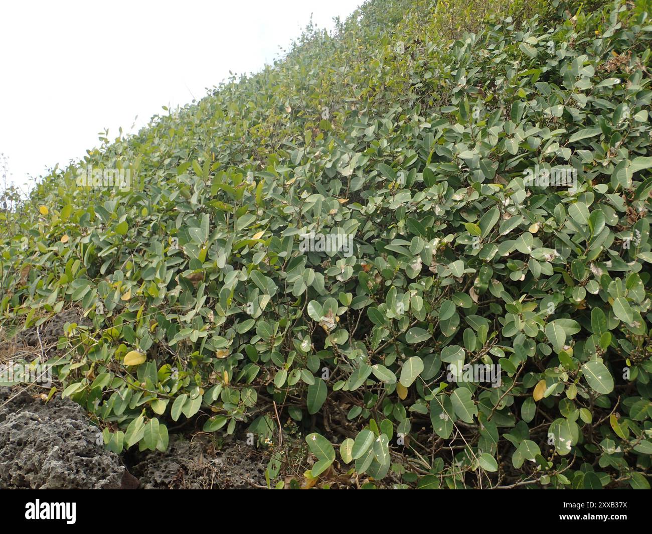 Dye fig (Ficus tinctoria) Plantae Stock Photo - Alamy