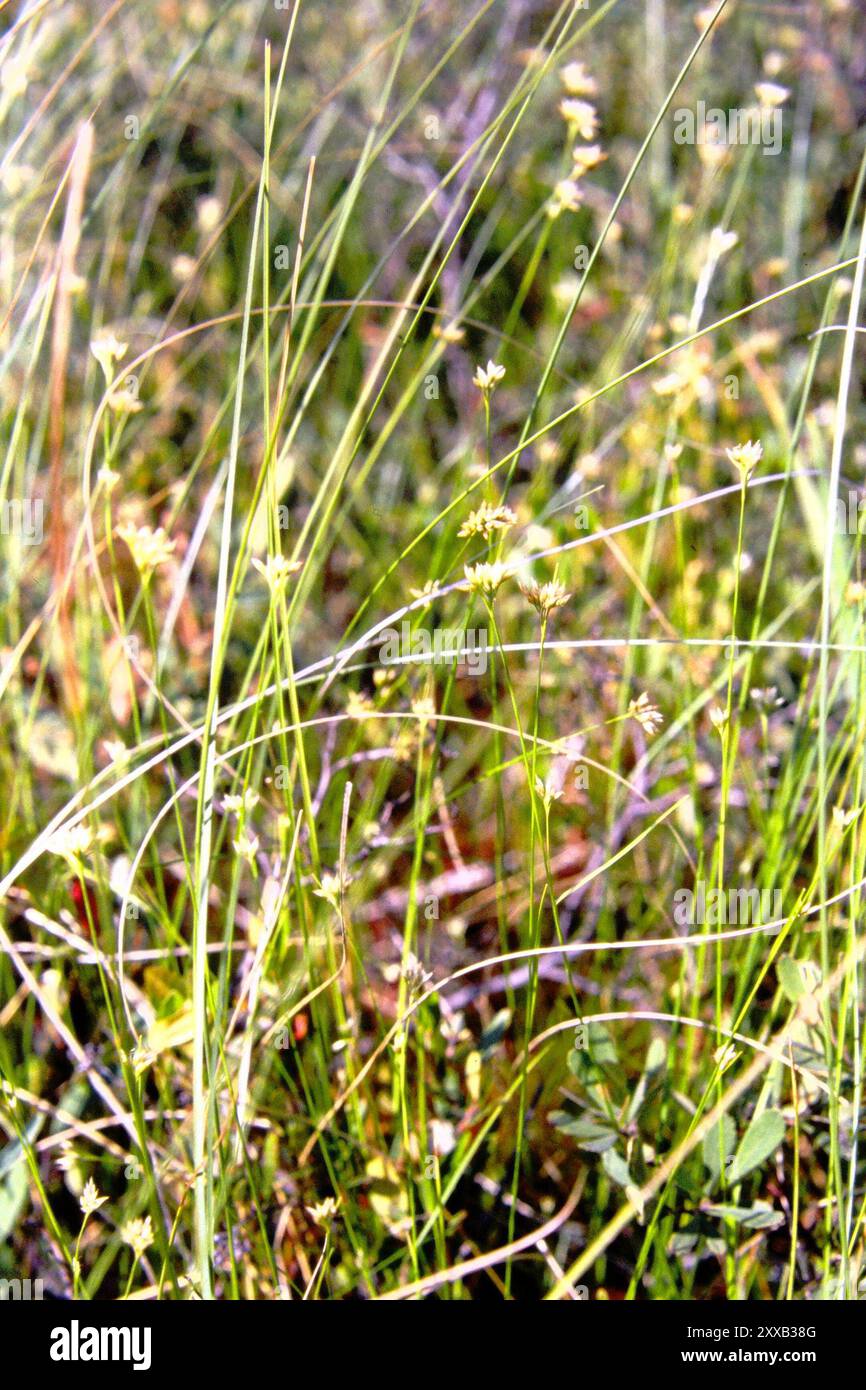 white beak-sedge (Rhynchospora alba) Plantae Stock Photo - Alamy
