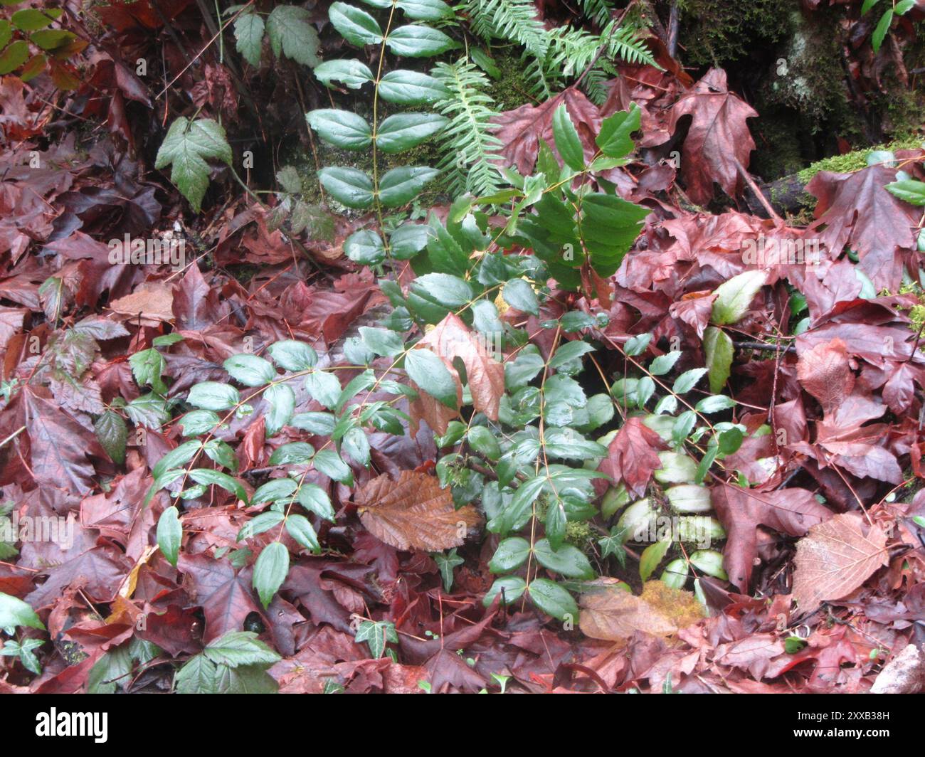 Cascade Oregon-grape (Berberis nervosa) Plantae Stock Photo - Alamy