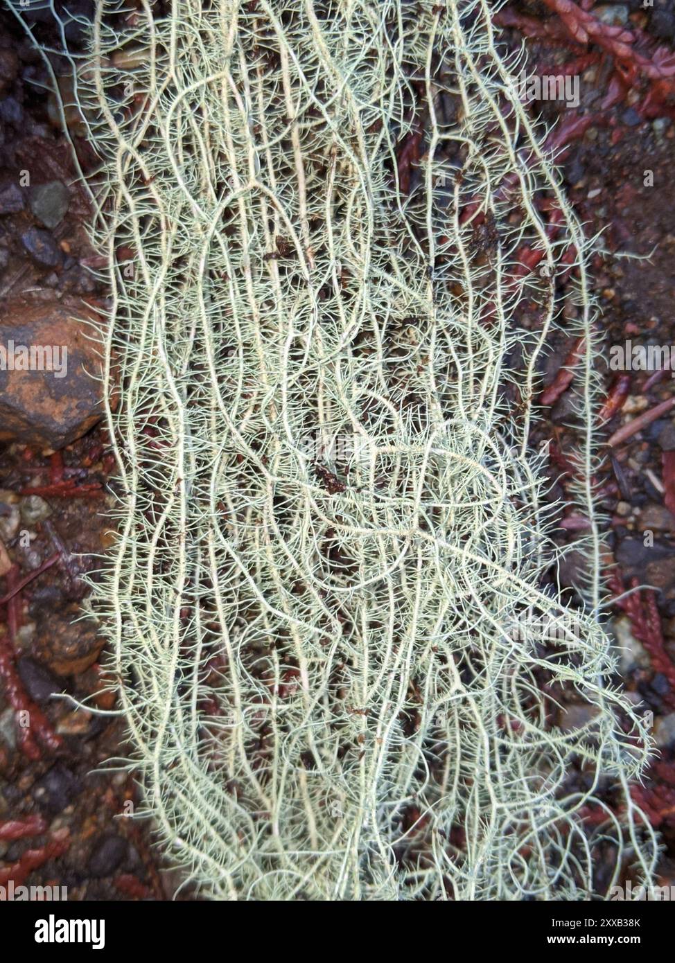 beard lichens (Usnea) Fungi Stock Photo - Alamy