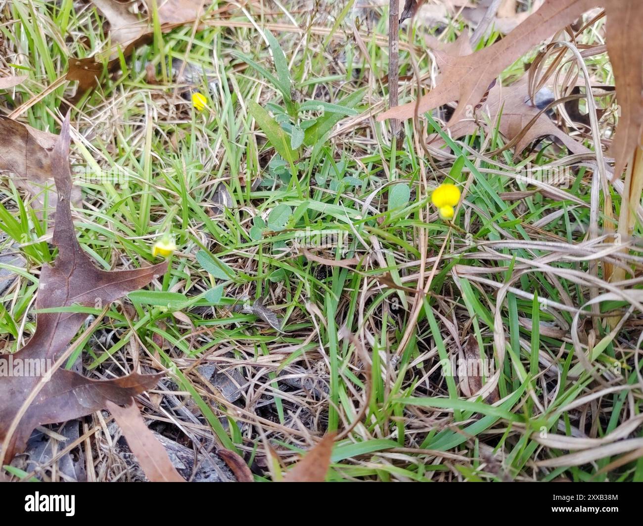 Rabbitbells (Crotalaria rotundifolia) Plantae Stock Photo - Alamy