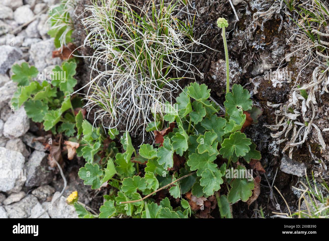 littleleaf alumroot (Heuchera parvifolia) Plantae Stock Photo - Alamy