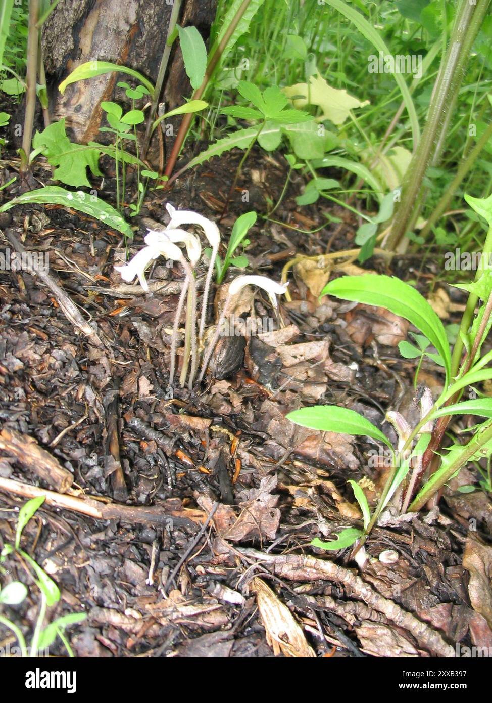 one-flowered cancer-root (Aphyllon uniflorum) Plantae Stock Photo - Alamy
