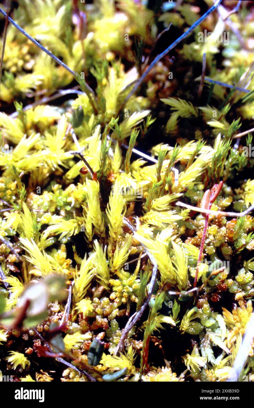 ribbed bog moss (Aulacomnium palustre) Plantae Stock Photo - Alamy