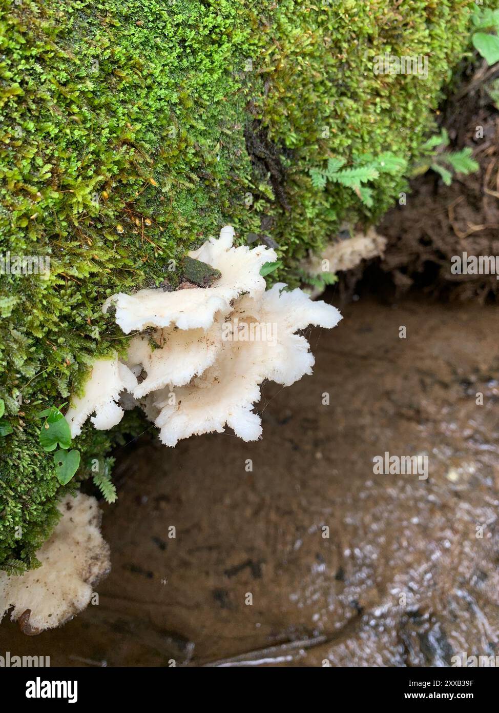 (Favolus brasiliensis) Fungi Stock Photo - Alamy