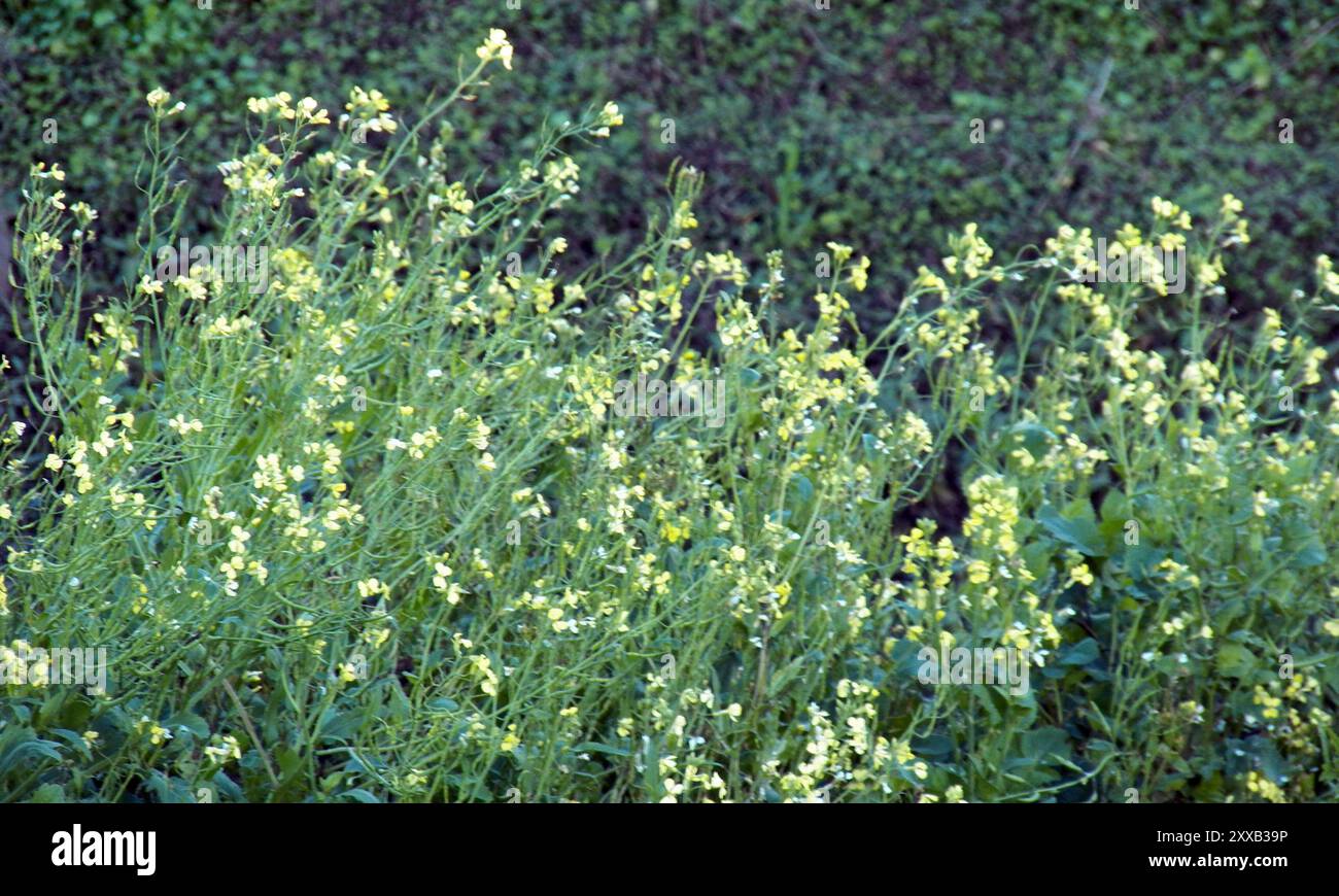 Wild radish (Raphanus raphanistrum) Plantae Stock Photo - Alamy