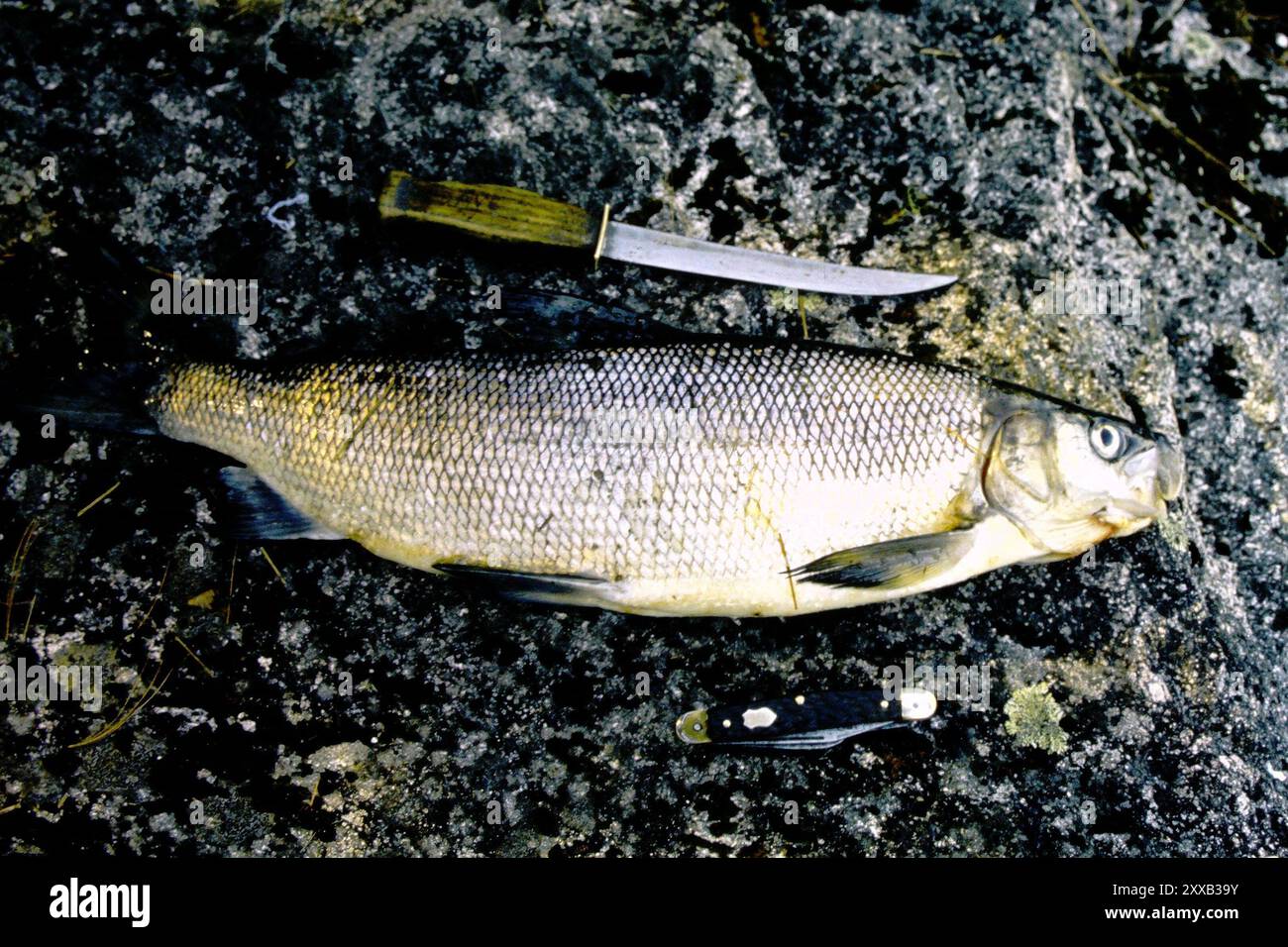 Lake Whitefish (Coregonus clupeaformis) Actinopterygii Stock Photo - Alamy
