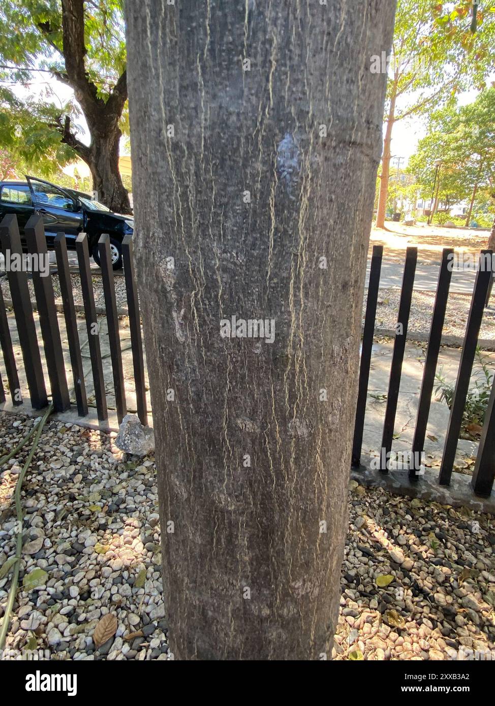 Ackee (Blighia sapida) Plantae Stock Photo - Alamy