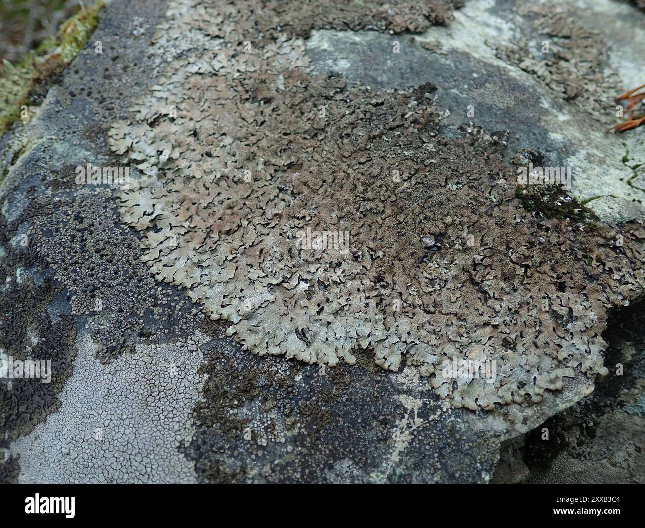 shield lichens and allies (Parmeliaceae) Fungi Stock Photo - Alamy