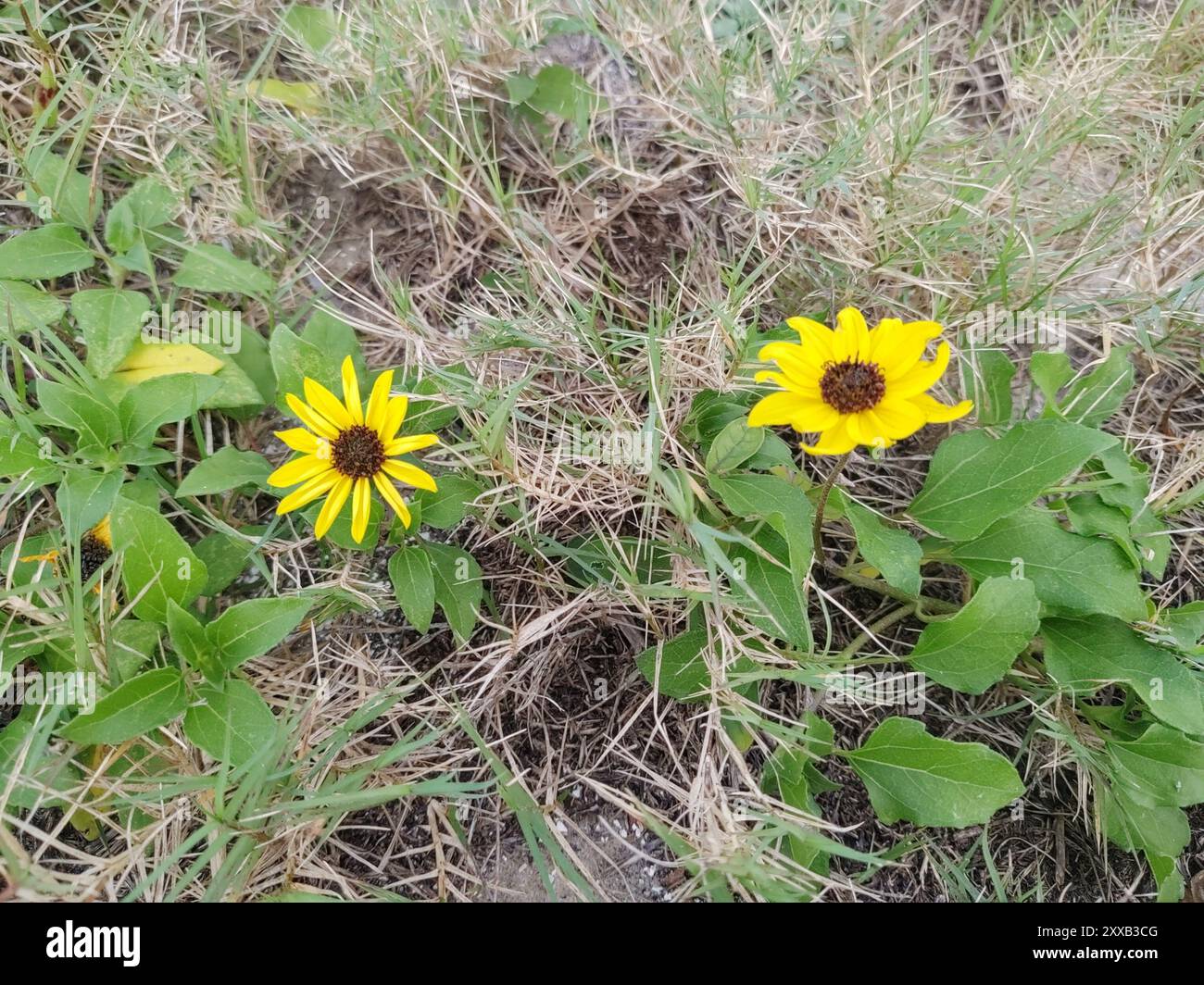 Helianthus debilis hi-res stock photography and images - Alamy