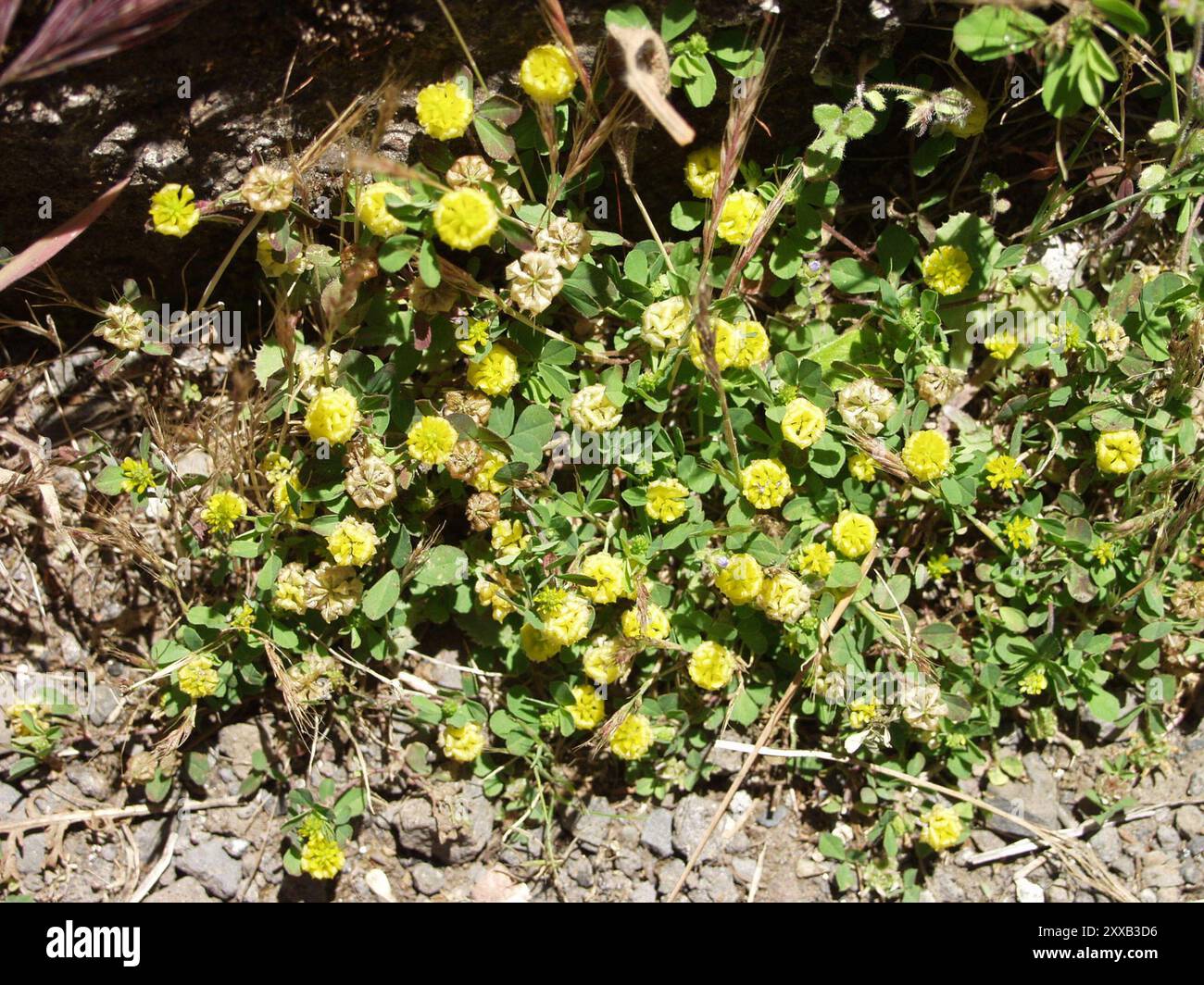 hop trefoil (Trifolium campestre) Plantae Stock Photo - Alamy