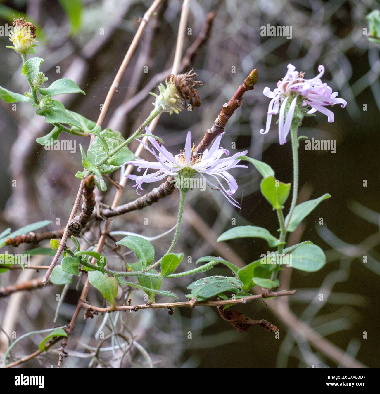 Climbing Aster (Ampelaster carolinianus) Plantae Stock Photo - Alamy