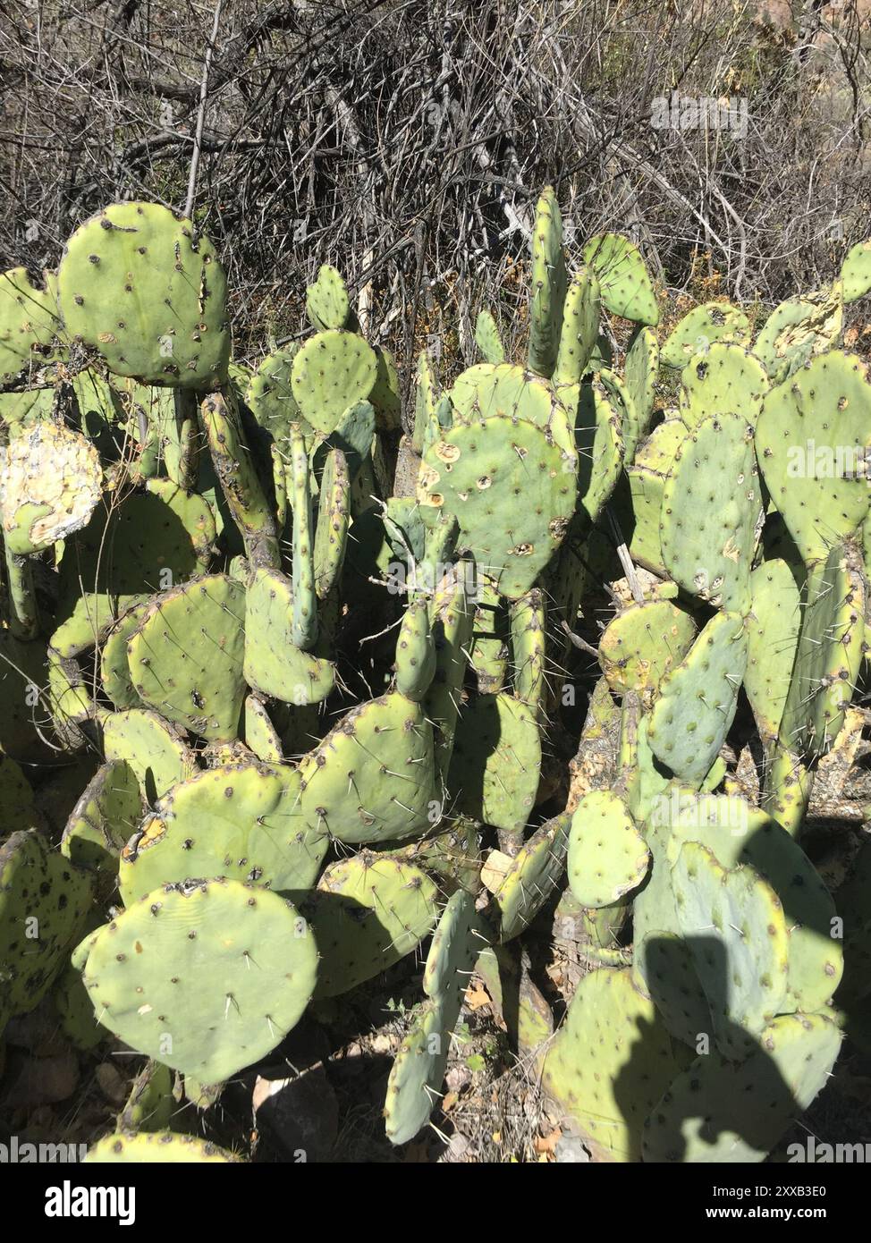 Prickly Pears (Opuntia) Plantae Stock Photo - Alamy