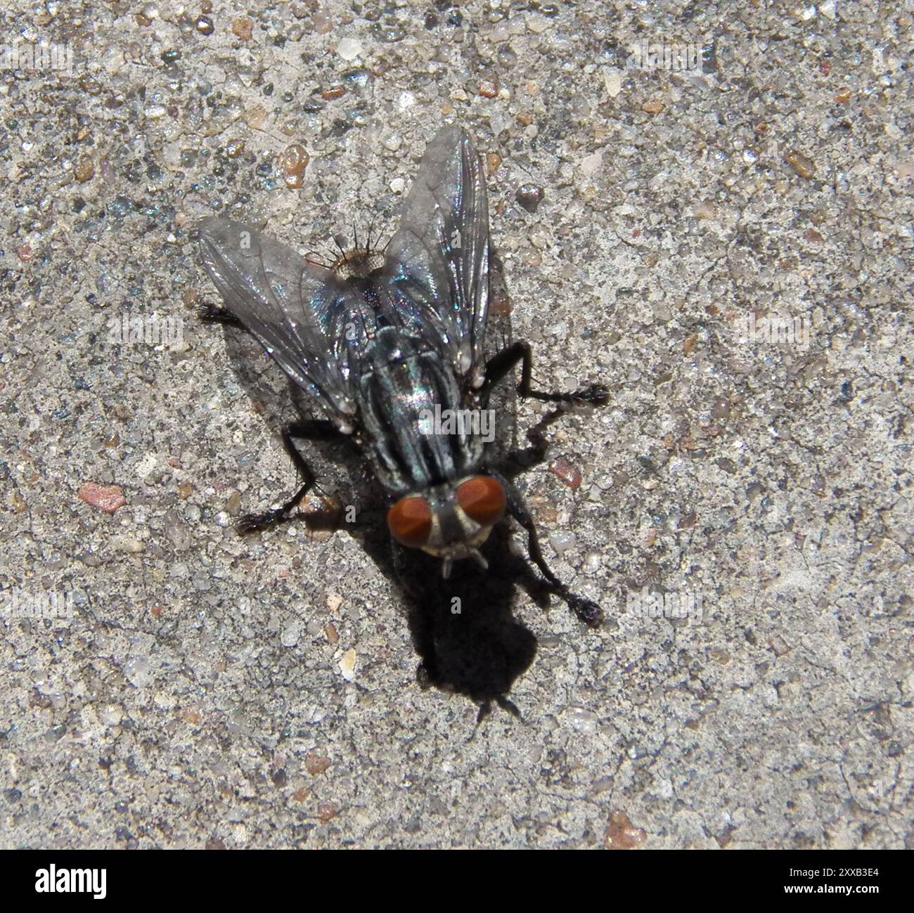 Common Flesh Flies (Sarcophaga) Insecta Stock Photo - Alamy