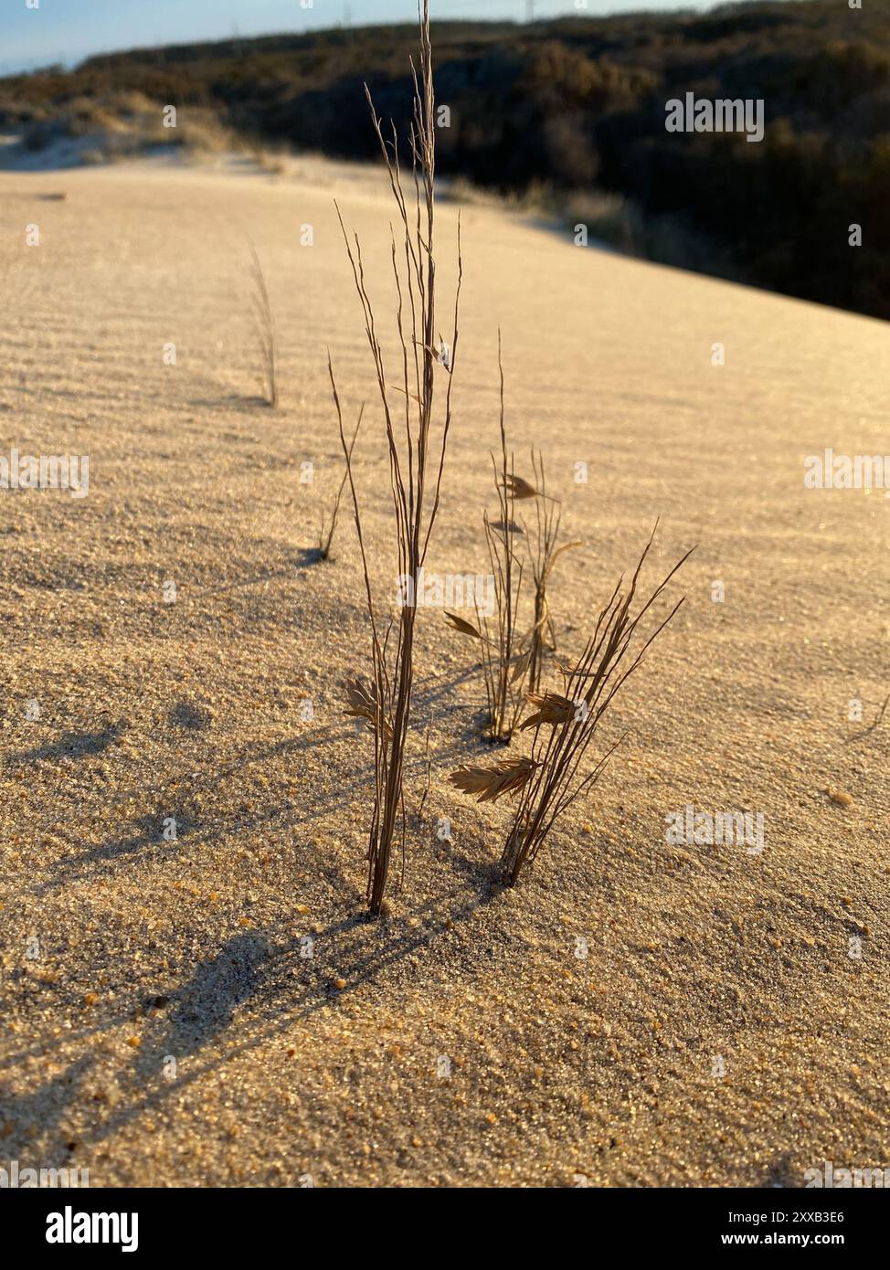 sea oats (Uniola paniculata) Plantae Stock Photo - Alamy