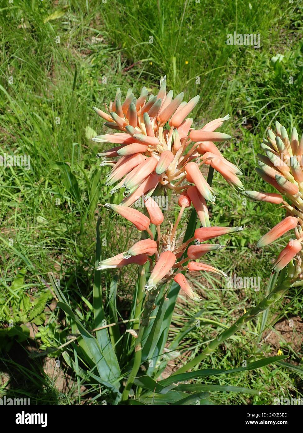 Cooper's aloe (Aloe cooperi) Plantae Stock Photo - Alamy