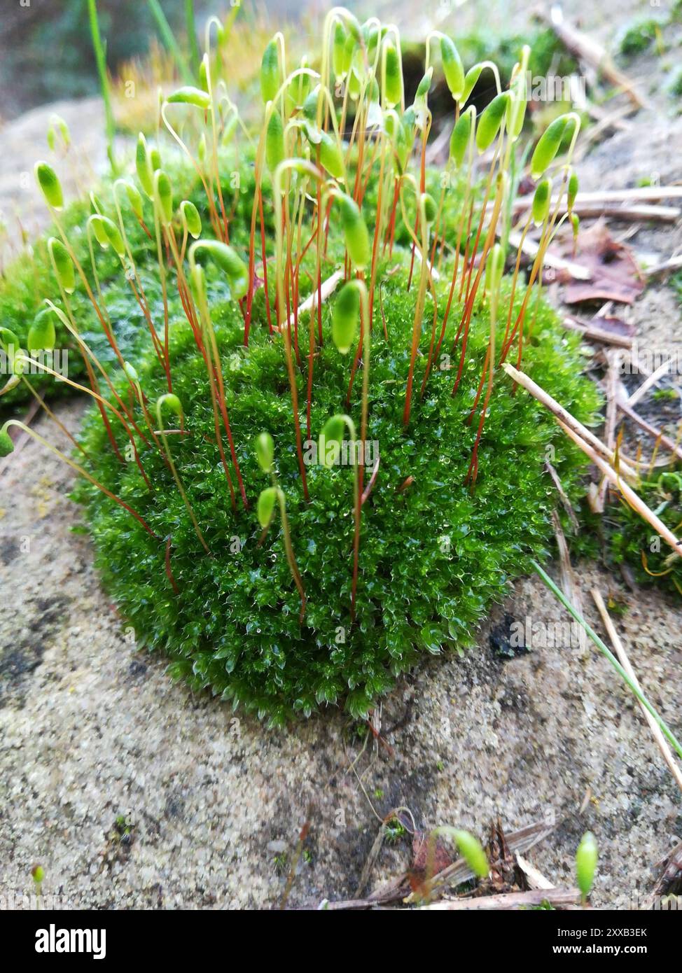 Capillary Thread-moss (Ptychostomum capillare) Plantae Stock Photo - Alamy