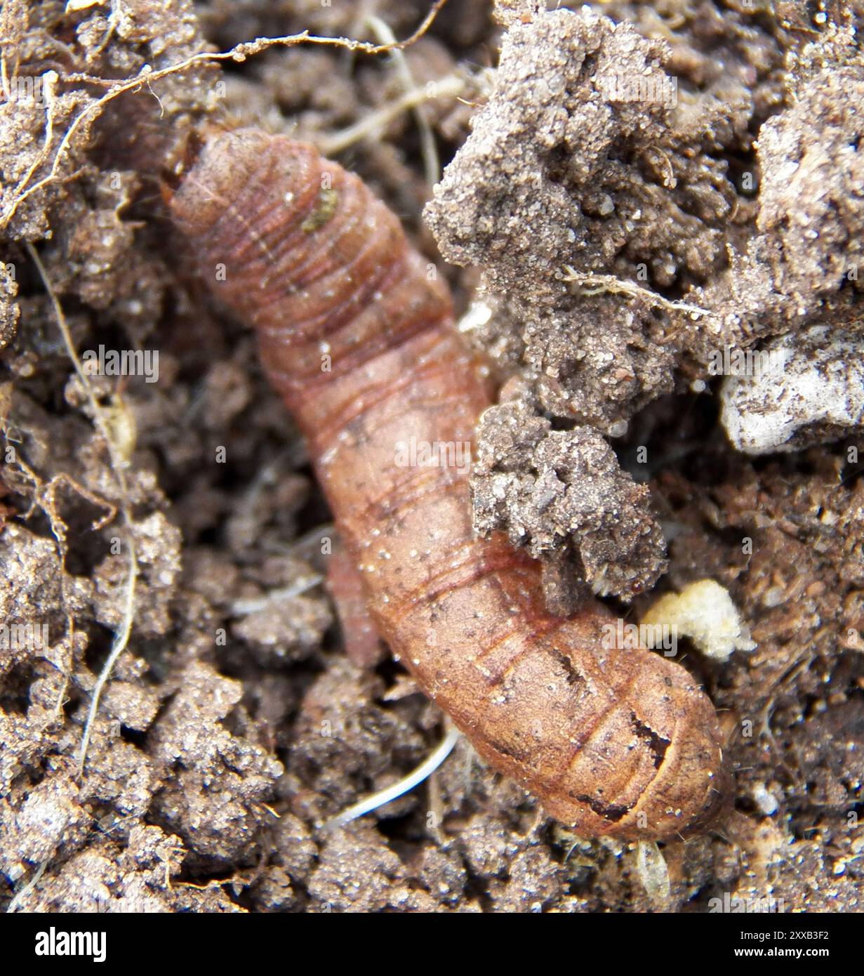 Cutworms and Dart Moths (Noctuinae) Insecta Stock Photo - Alamy