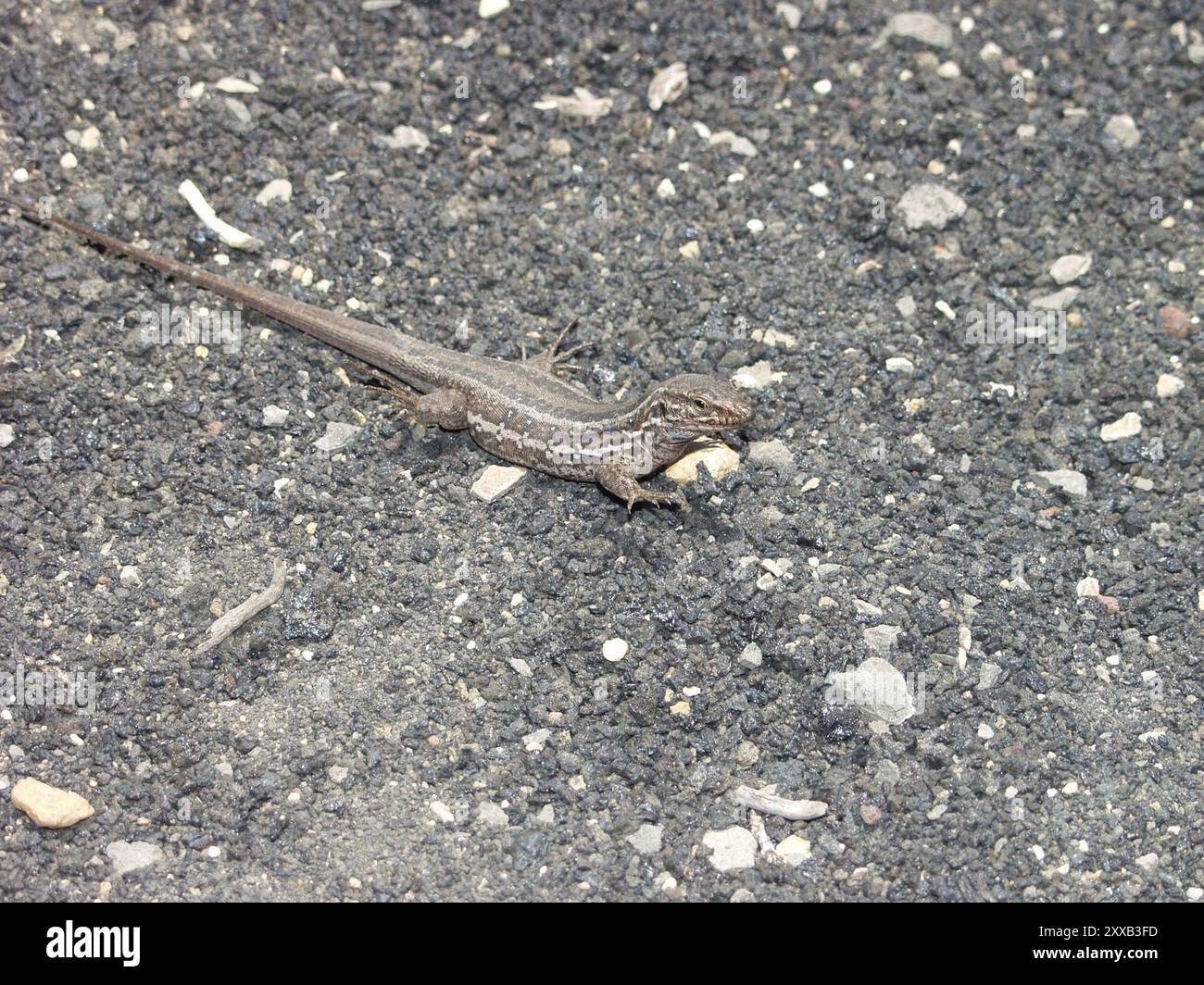 (Gallotia galloti palmae) Reptilia Stock Photo - Alamy