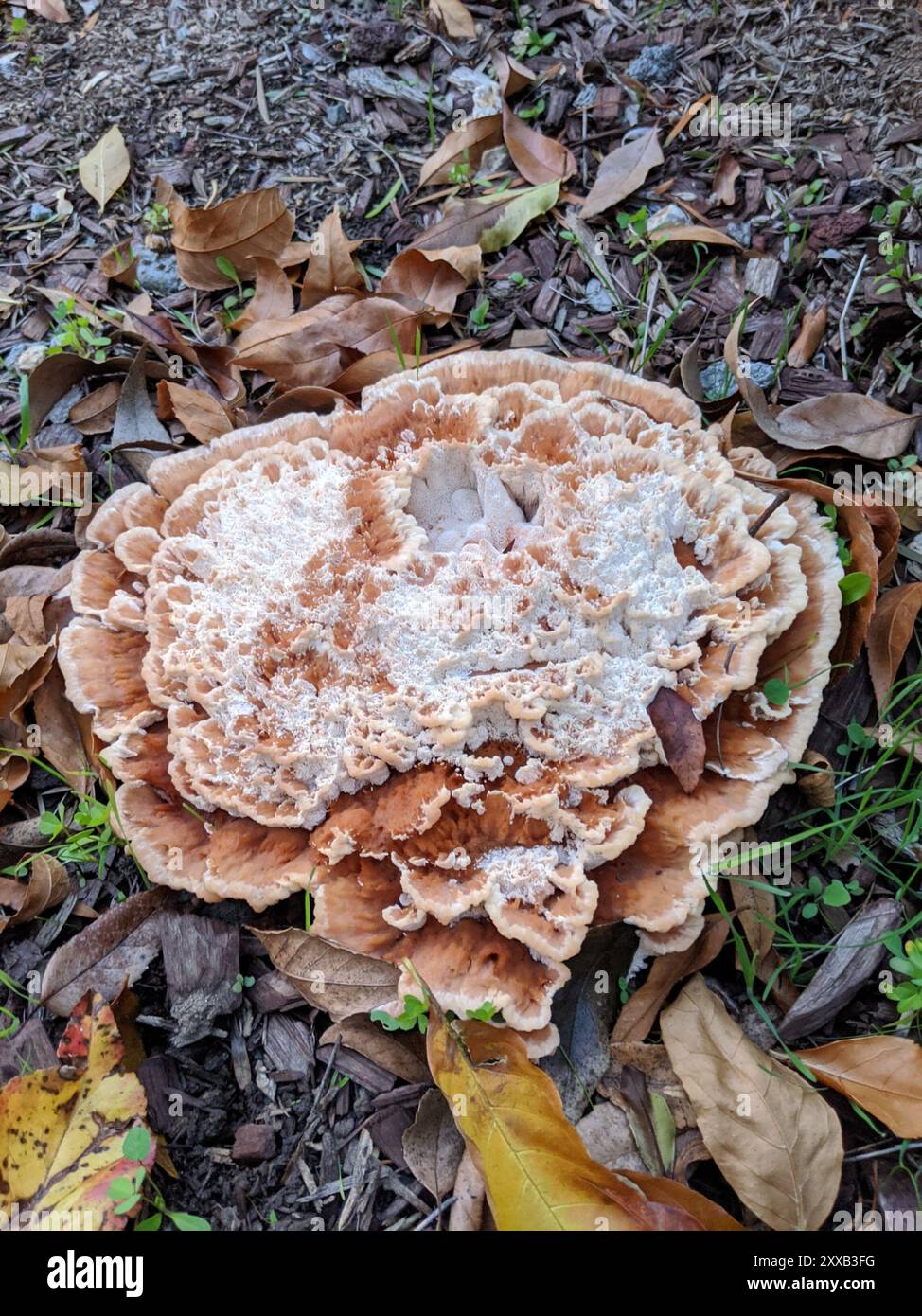 Blushing Rosette (Abortiporus biennis) Fungi Stock Photo - Alamy