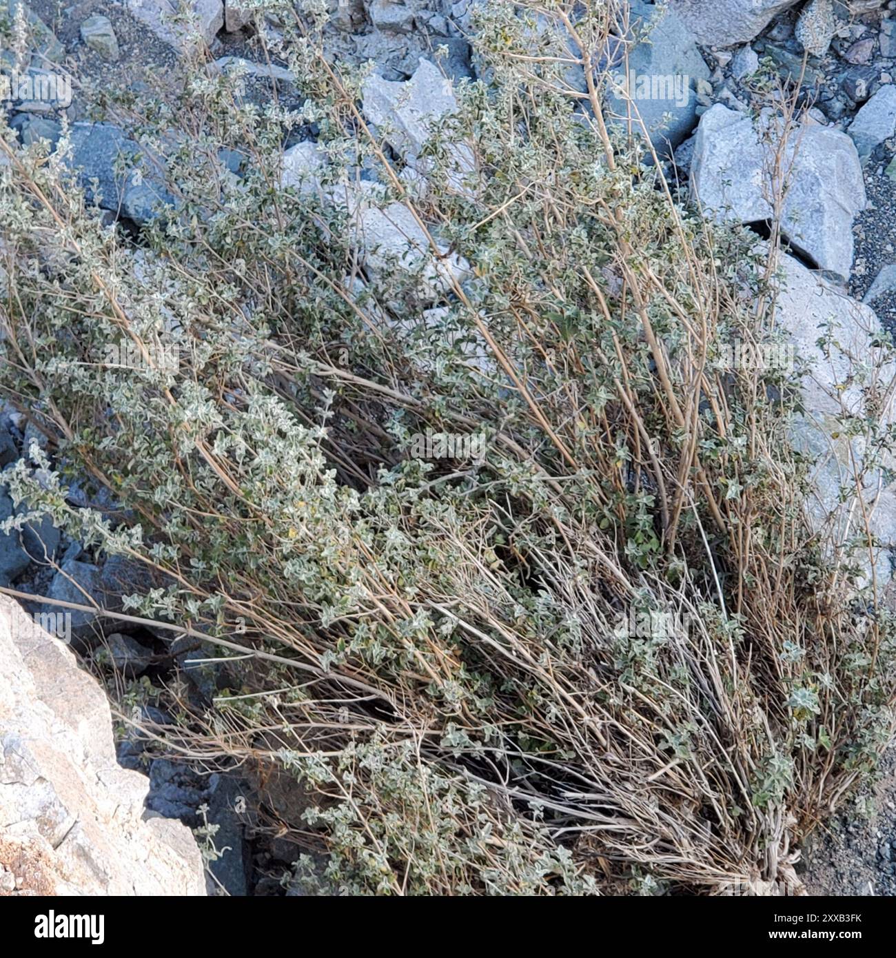 desert lavender (Condea emoryi) Plantae Stock Photo - Alamy