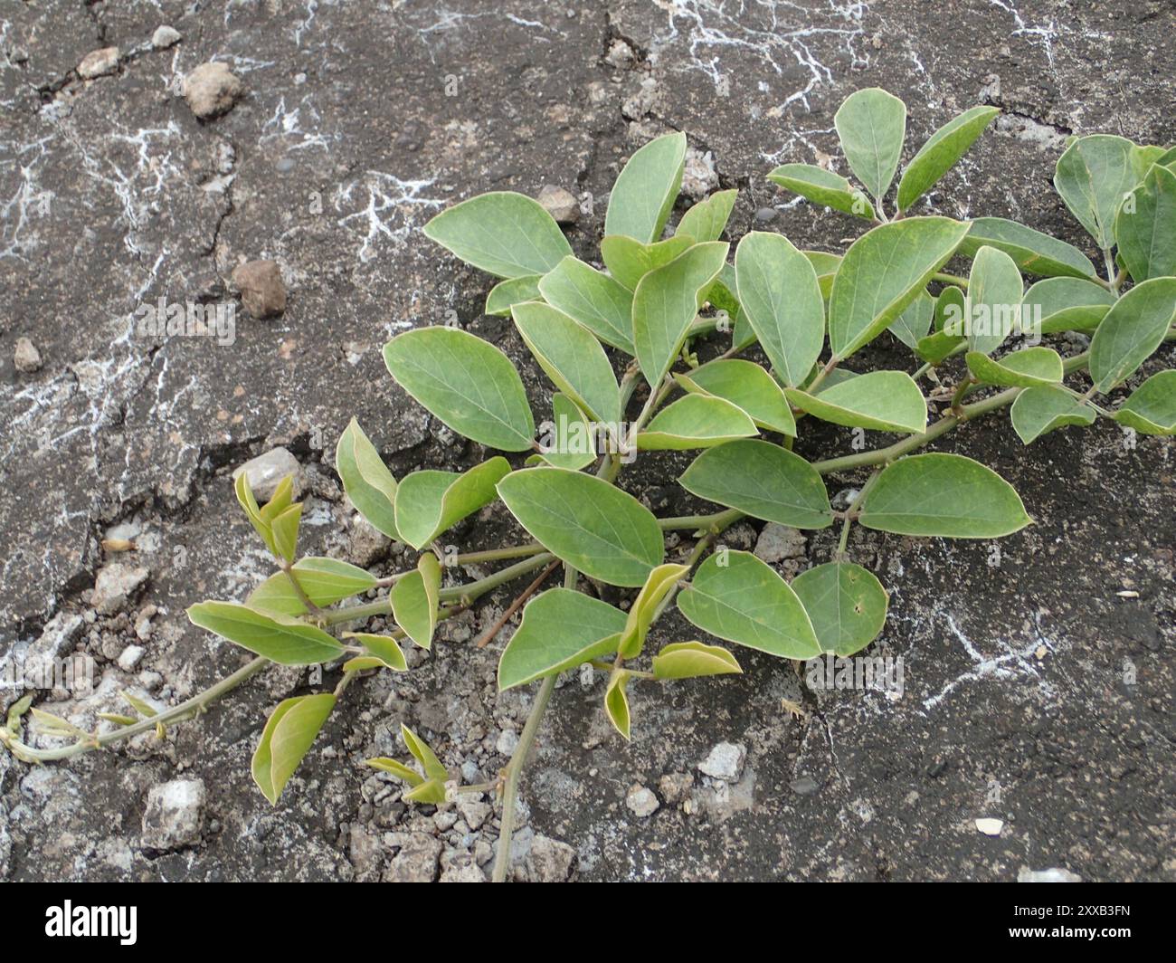 Beach Bean (Canavalia rosea) Plantae Stock Photo - Alamy