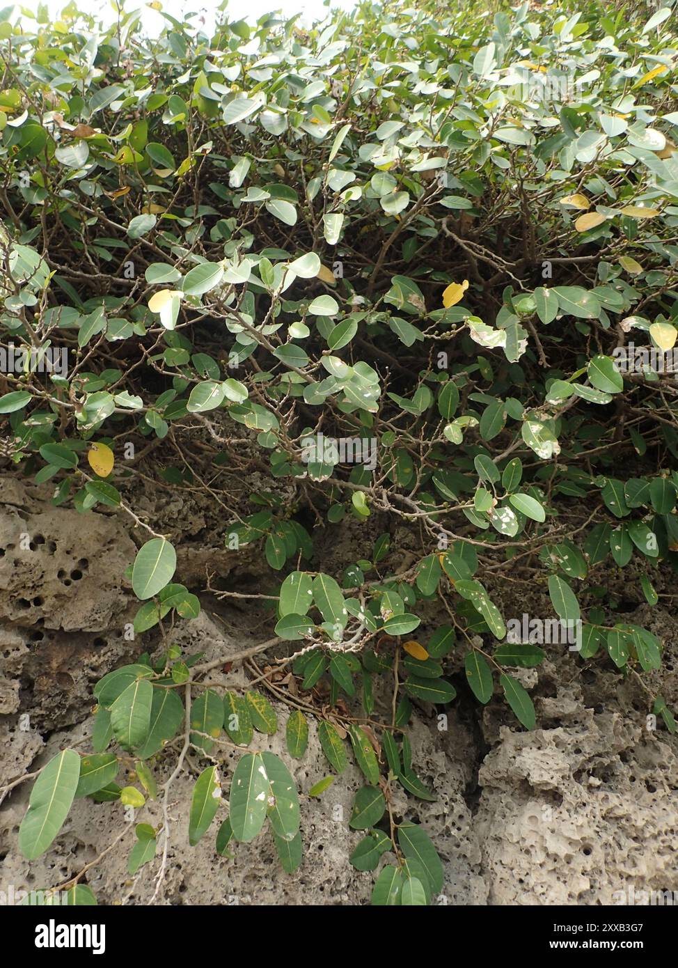Dye fig (Ficus tinctoria) Plantae Stock Photo - Alamy