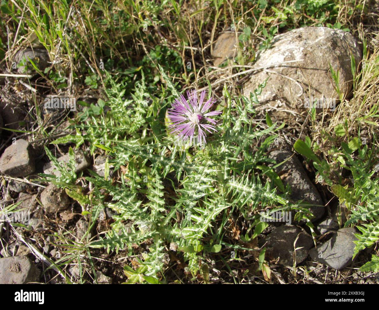 Boar Thistle (Galactites tomentosus) Plantae Stock Photo - Alamy
