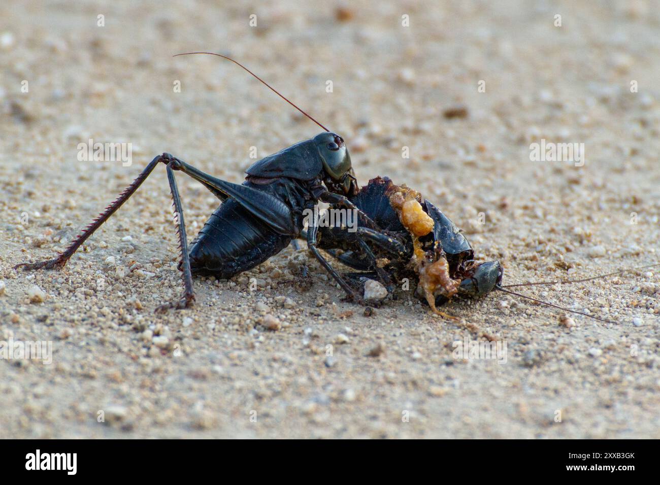 Mormon Cricket (Anabrus simplex) Insecta Stock Photo - Alamy
