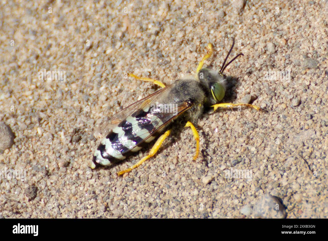 American Sand Wasp (Bembix americana) Insecta Stock Photo - Alamy
