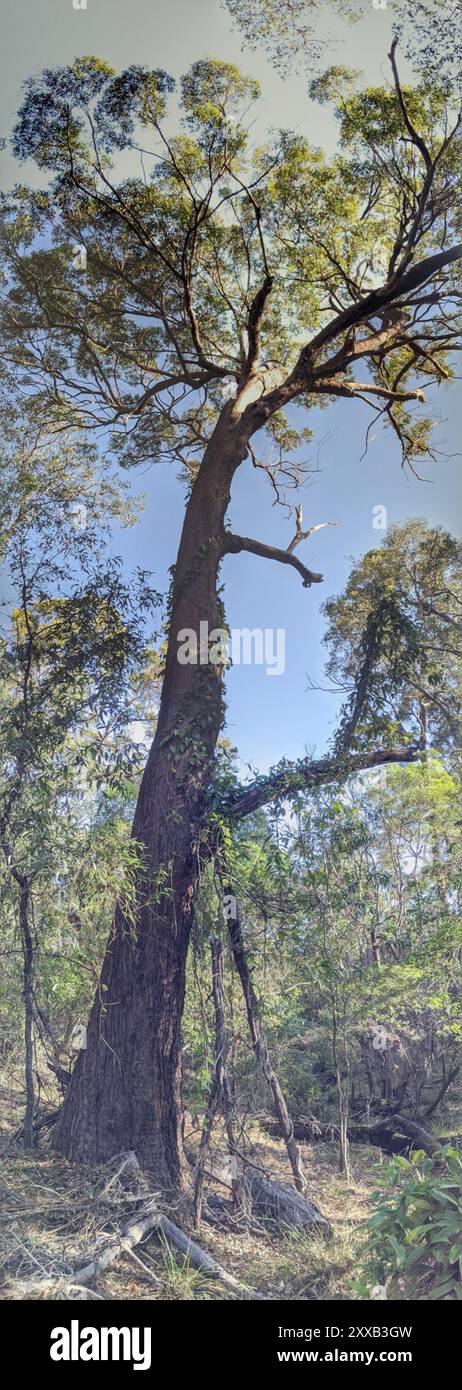 Tallowwood (Eucalyptus microcorys) Plantae Stock Photo - Alamy