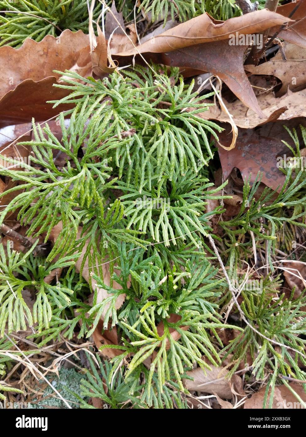 fan clubmoss (Diphasiastrum digitatum) Plantae Stock Photo - Alamy