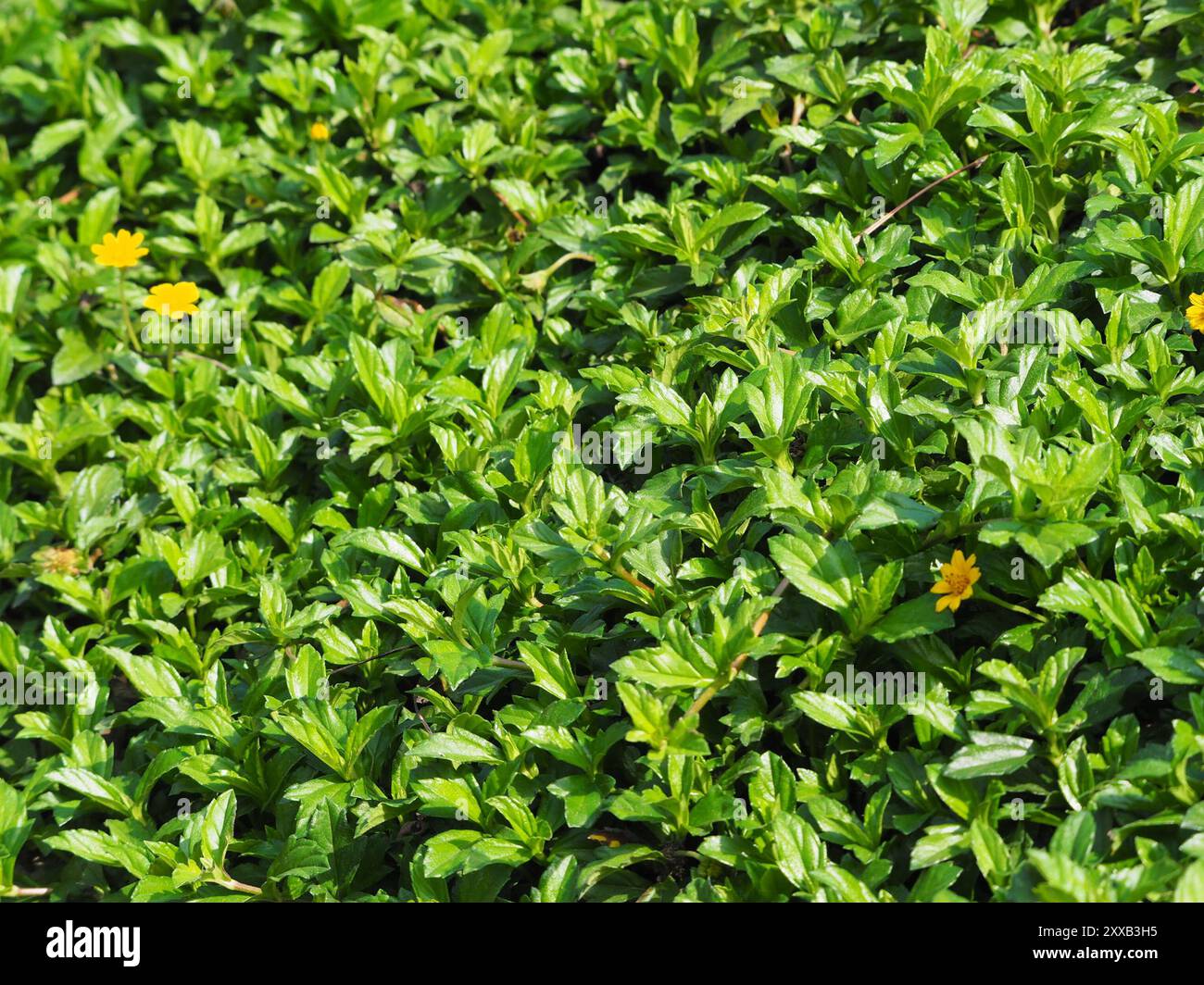 trailing daisy (Sphagneticola trilobata) Plantae Stock Photo - Alamy