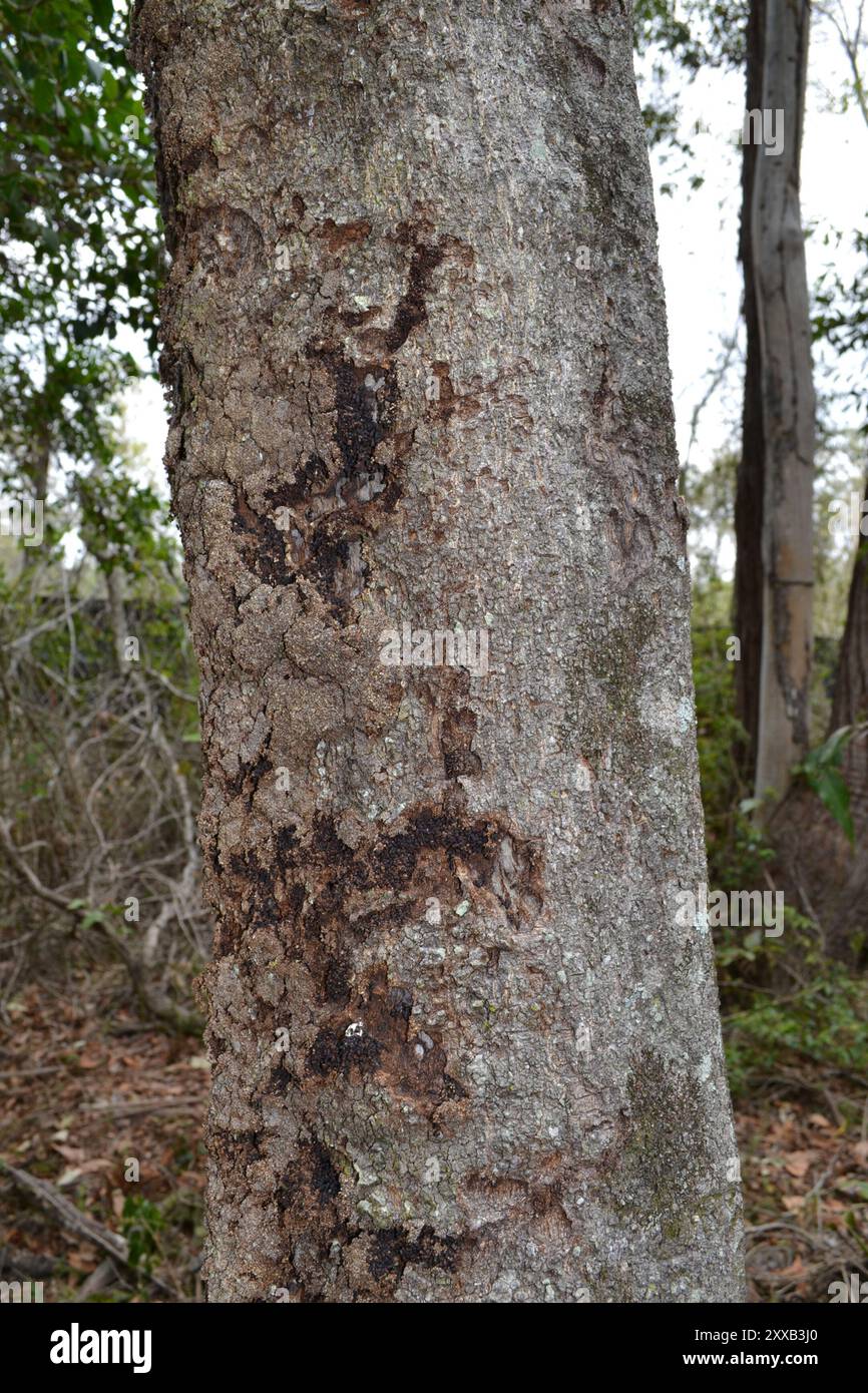 jackwood (Cryptocarya glaucescens) Plantae Stock Photo - Alamy