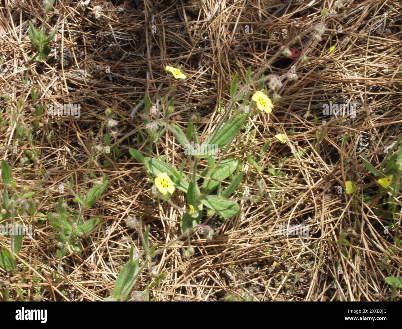 Spotted Rock-rose (Tuberaria guttata) Plantae Stock Photo - Alamy