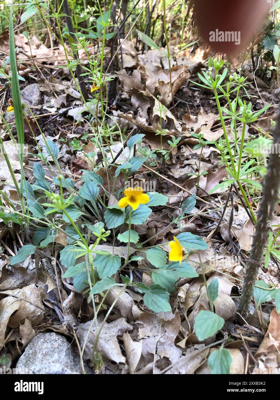 Goosefoot violet (Viola purpurea) Plantae Stock Photo - Alamy